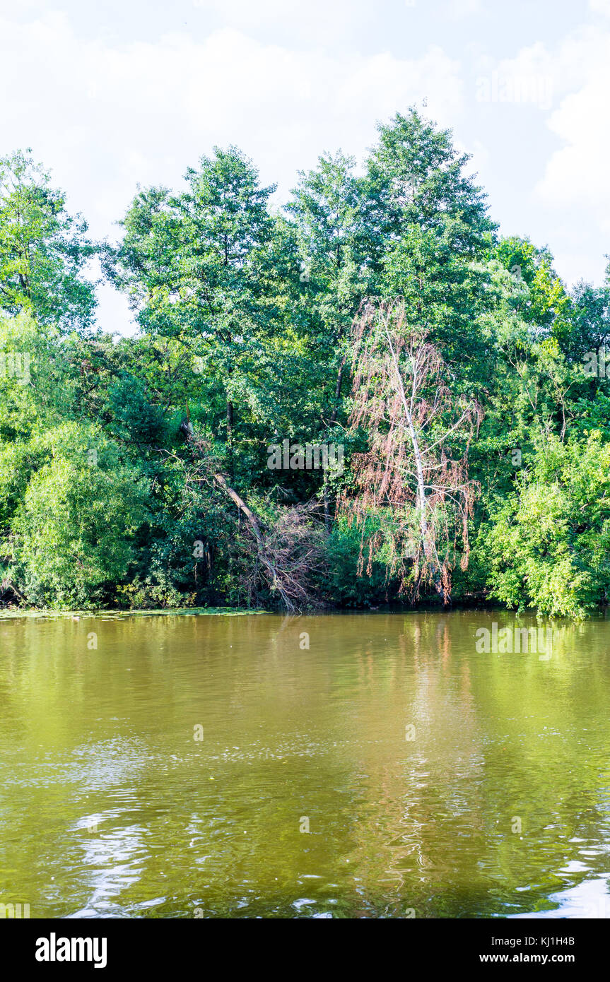 pond in the forest at summer. background, nature Stock Photo - Alamy