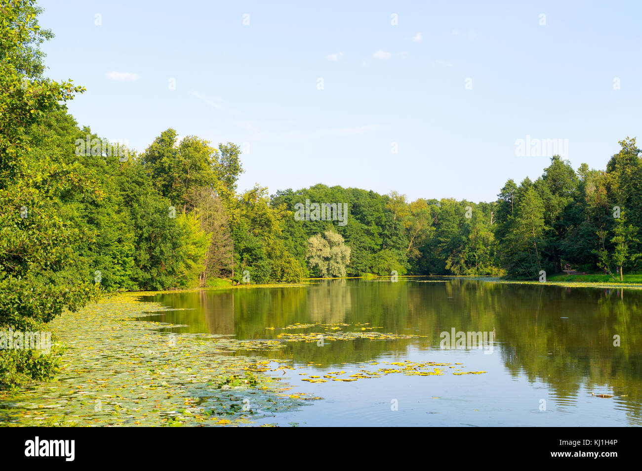 pond in the forest at summer. background, nature Stock Photo - Alamy
