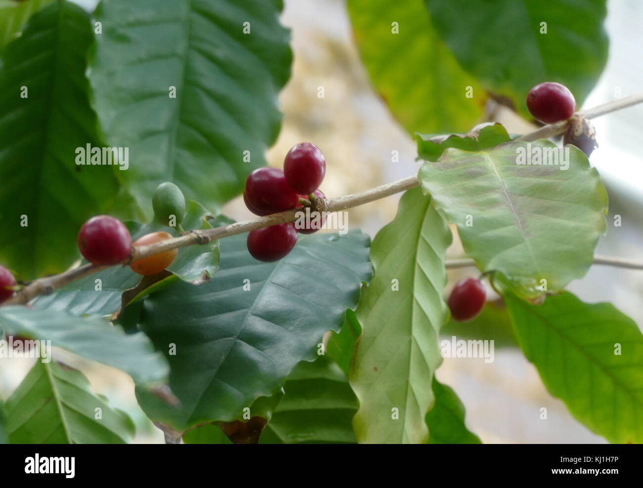 Coffee Plant. Coffee is a brewed drink prepared from roasted coffee ...