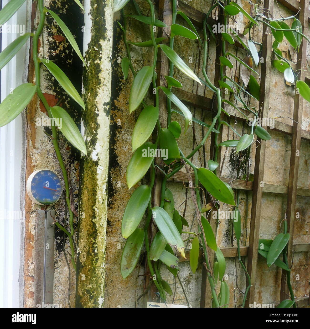 Vanilla genus hi-res stock photography and images - Alamy