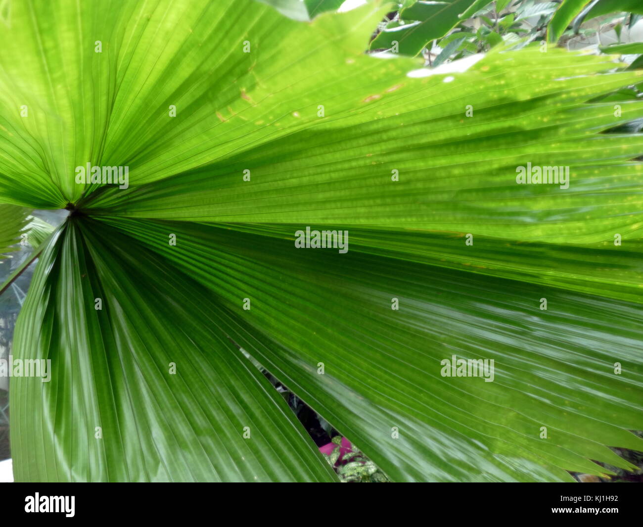 Licuala grandis, the Ruffled Fan Palm, Vanuatu Fan Palm or Palas Palm ...