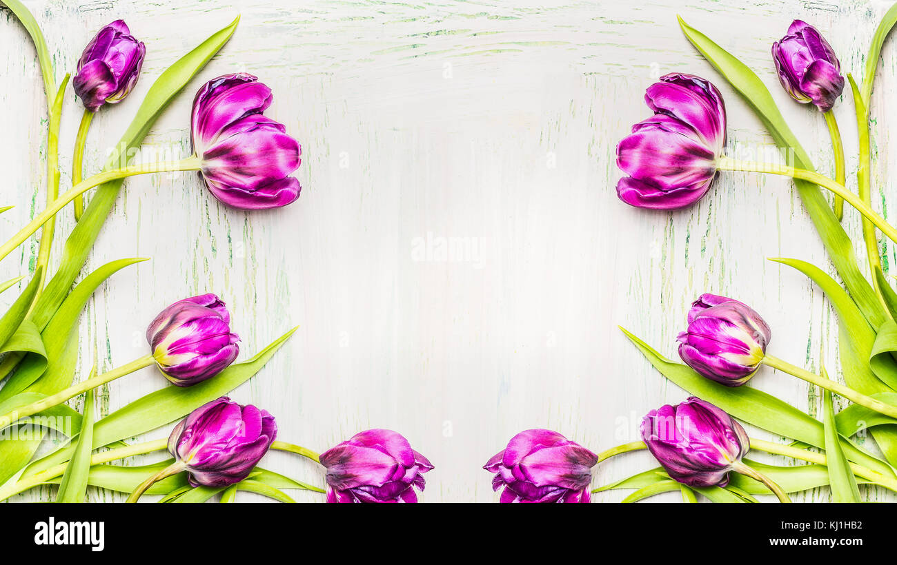 Beautiful tulips frame on white wooden background, spring flowers ...
