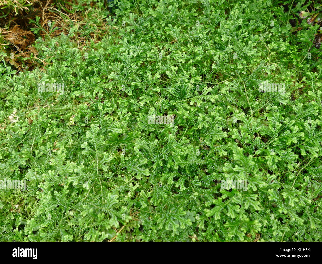 Psilotum nudum, known as the skeleton fork fern, is a fernlike plant in ...