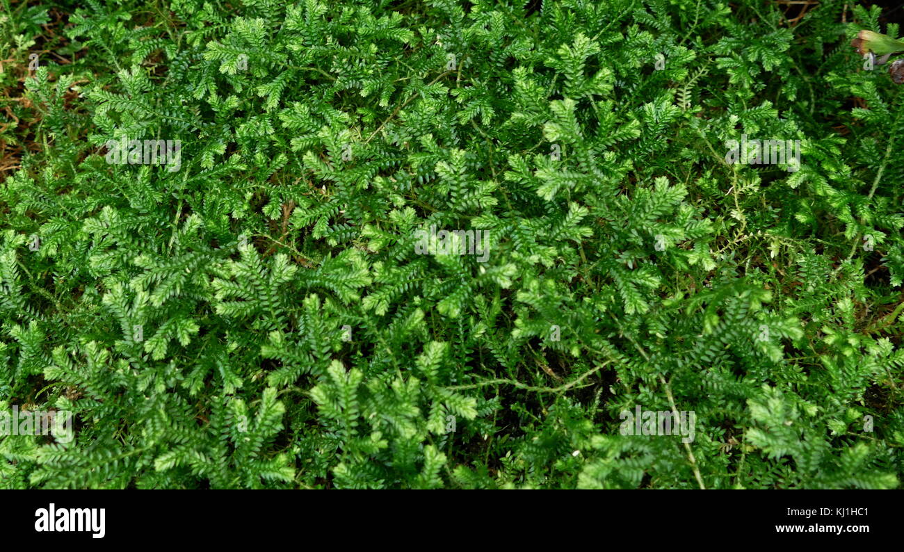 Psilotales hi-res stock photography and images - Alamy