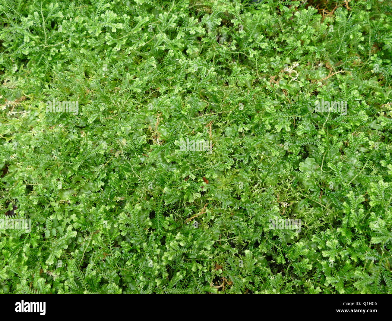 Psilotum nudum, known as the skeleton fork fern, is a fernlike plant in ...