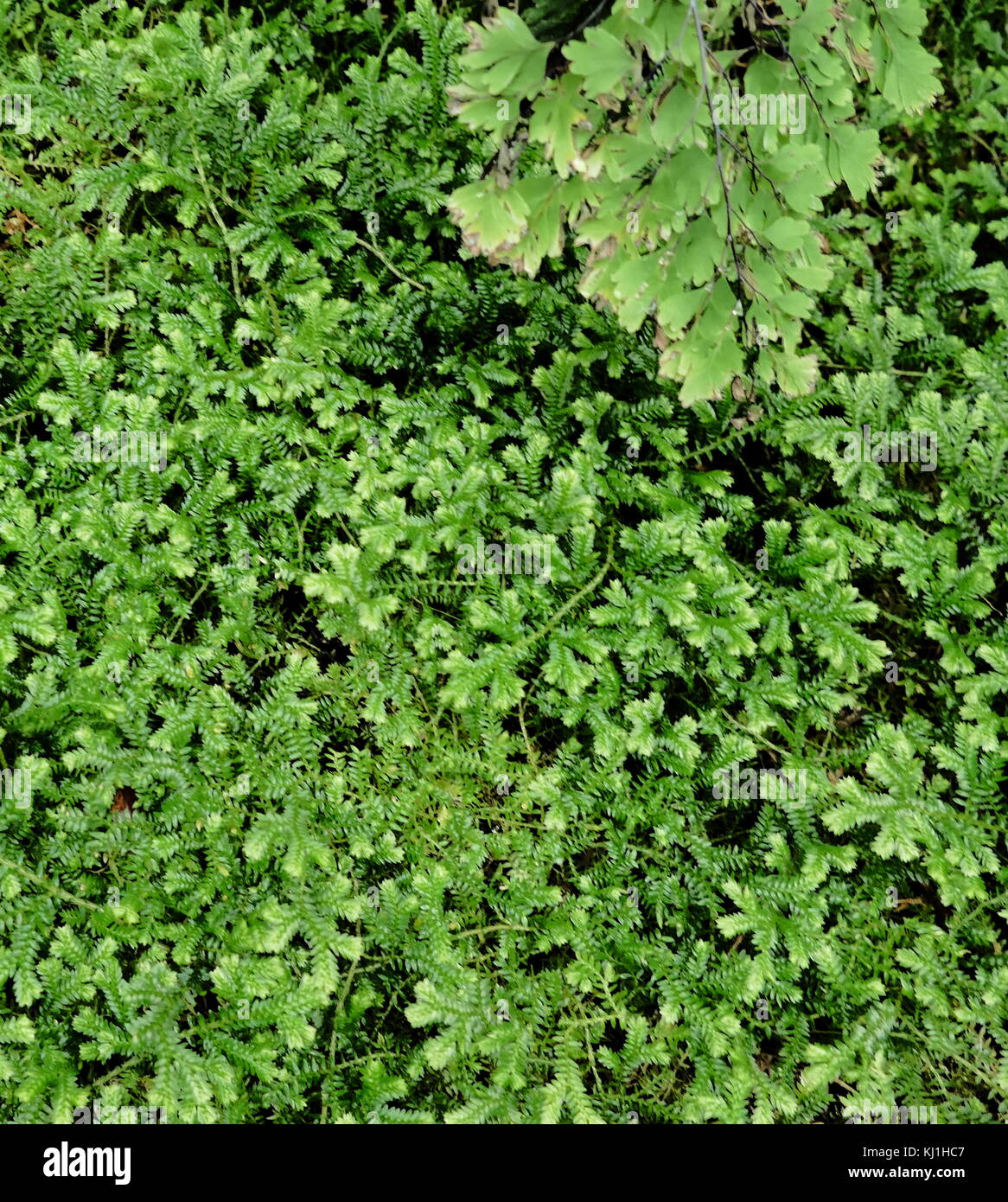 Psilotum nudum, known as the skeleton fork fern, is a fernlike plant in ...