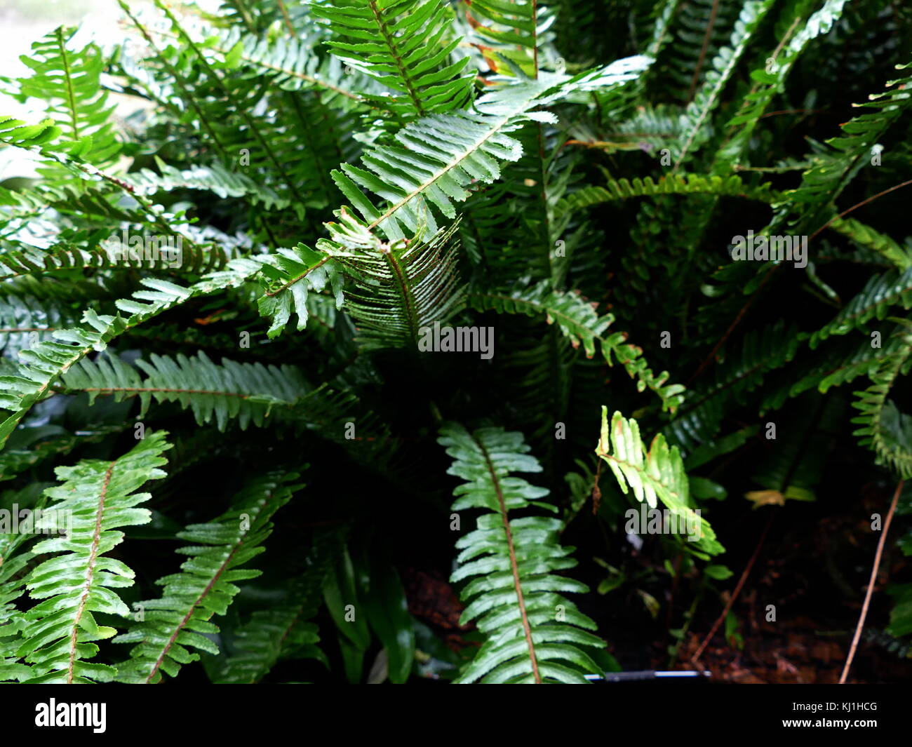 Ferns Spores Reproduction