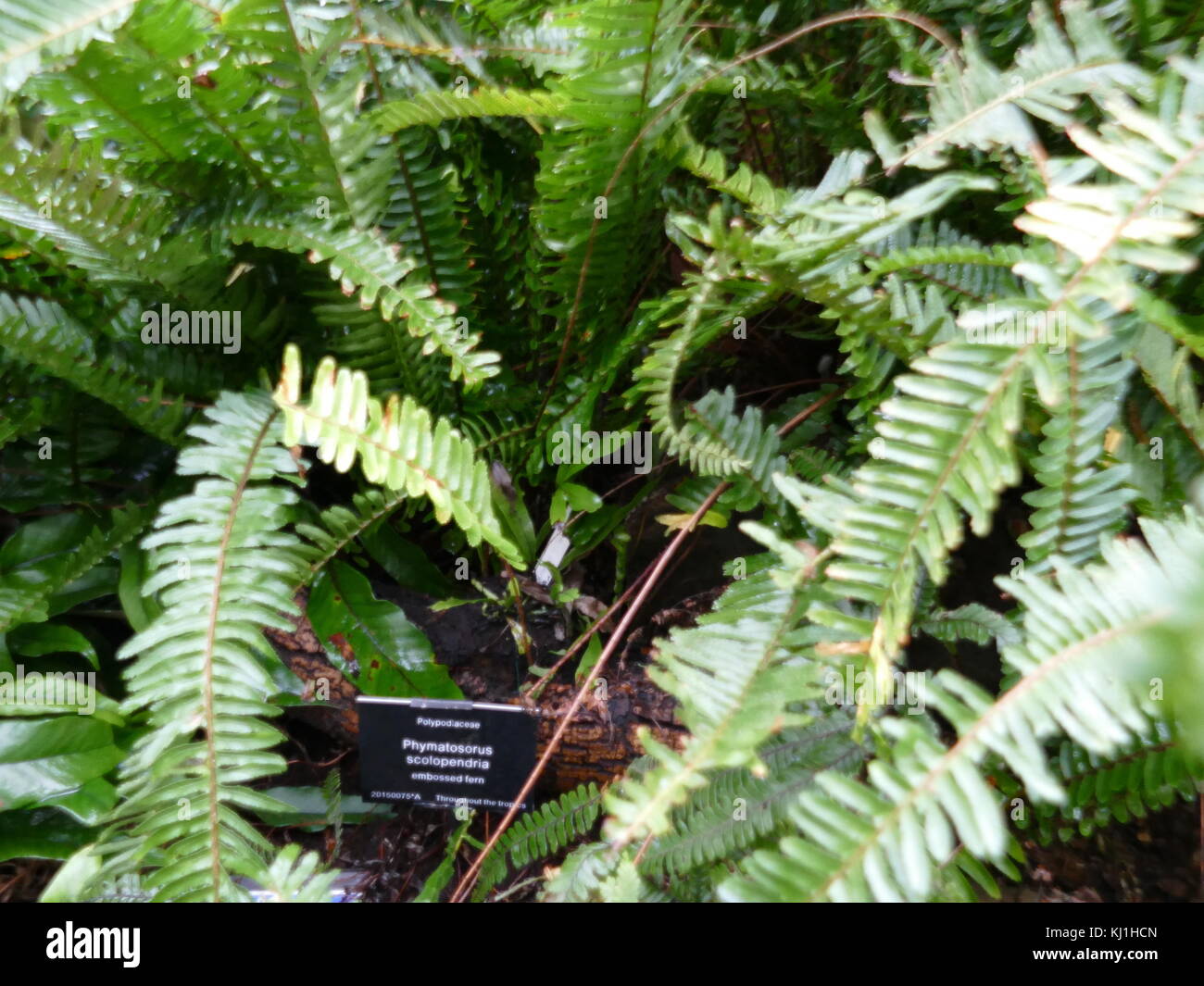 Spores plants hi-res stock photography and images - Alamy