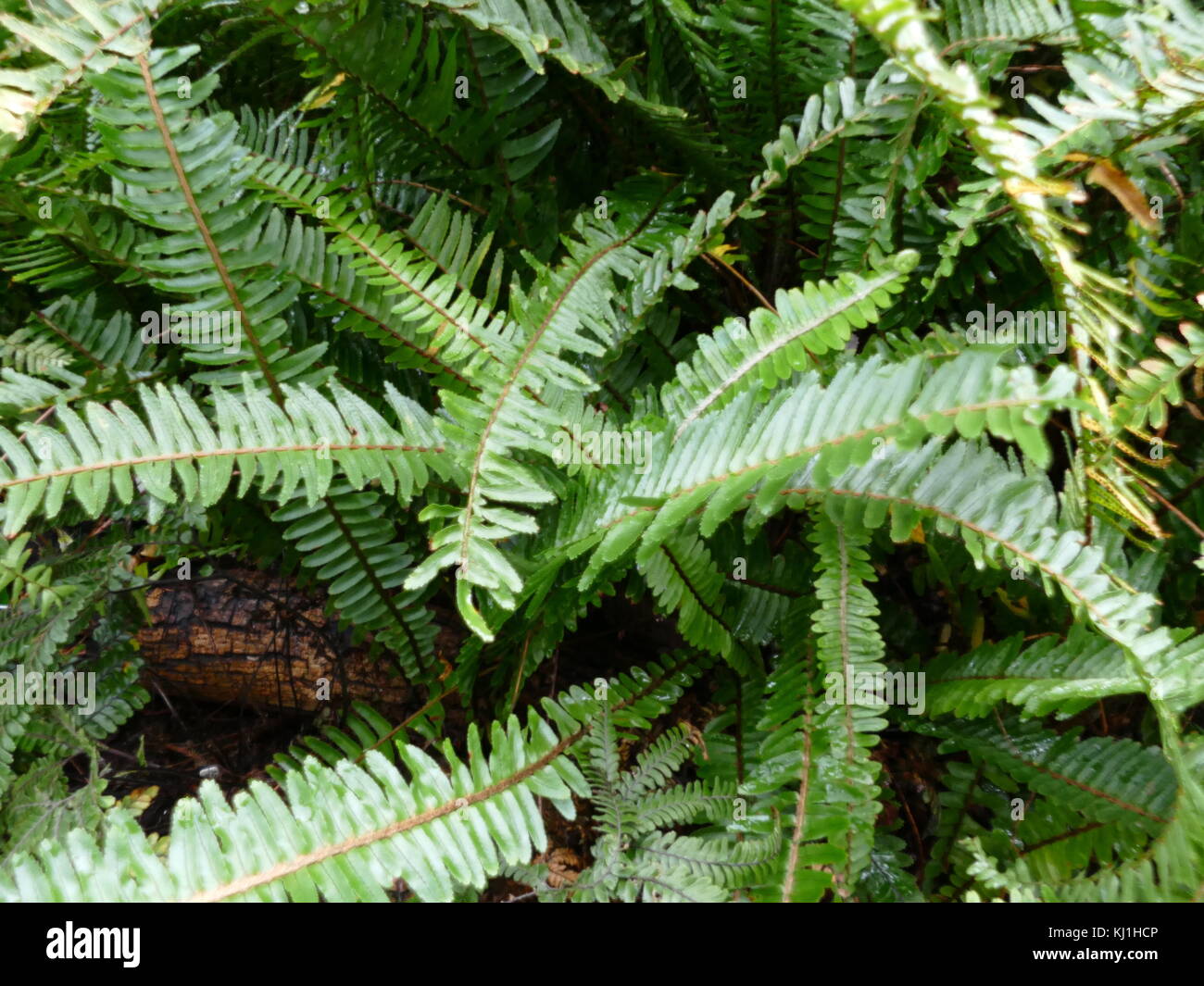 A fern is a member of a group of about 10,560 known extant species ...