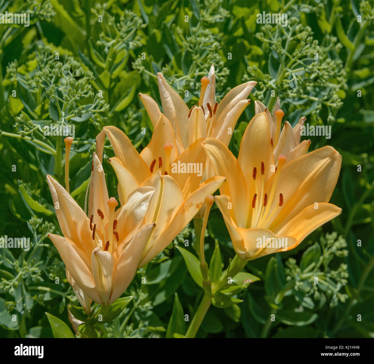 Close-up of group of bright yellow lilies on green background in ...