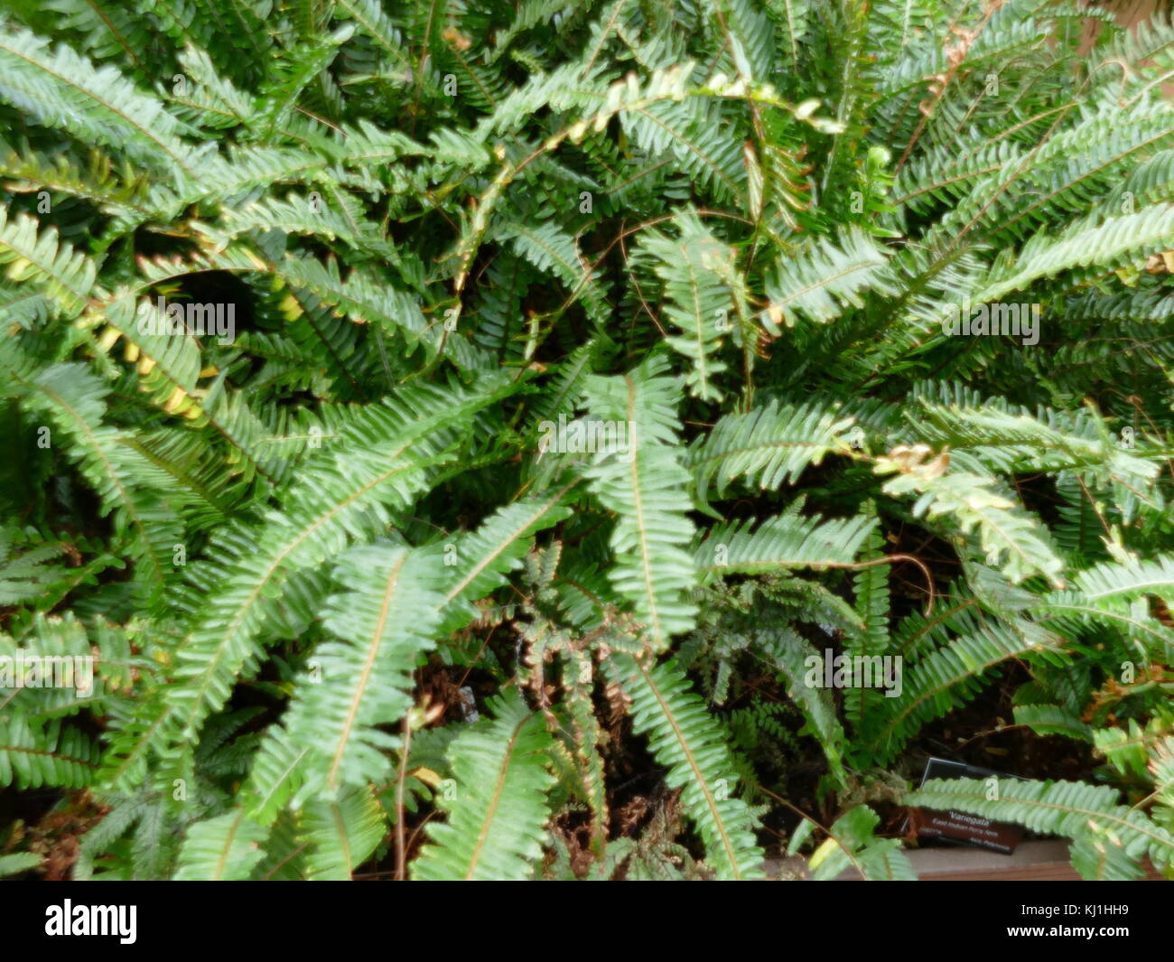 A fern is a member of a group of about 10,560 known extant species ...