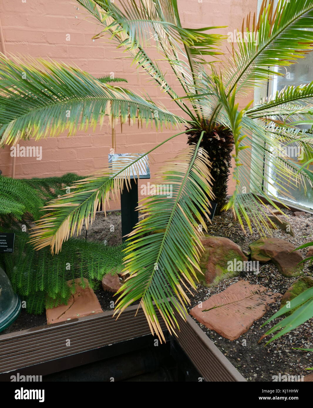Cycads are seed plants with a long fossil history. They typically have ...