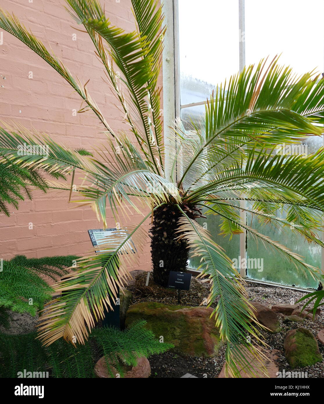 Cycads are seed plants with a long fossil history. They typically have ...