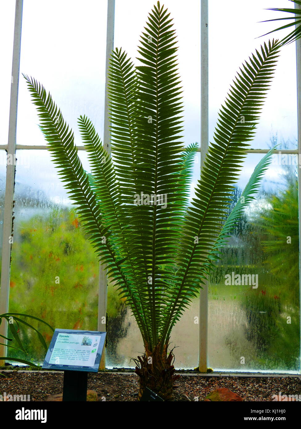 Cycads are seed plants with a long fossil history. They typically have ...