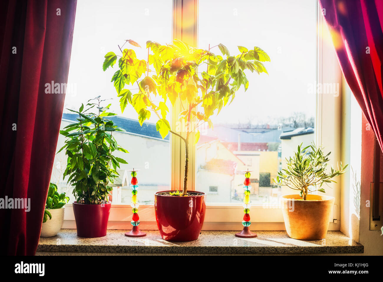 Cozy room window with red curtains, plants and flowers pots on sill at ...