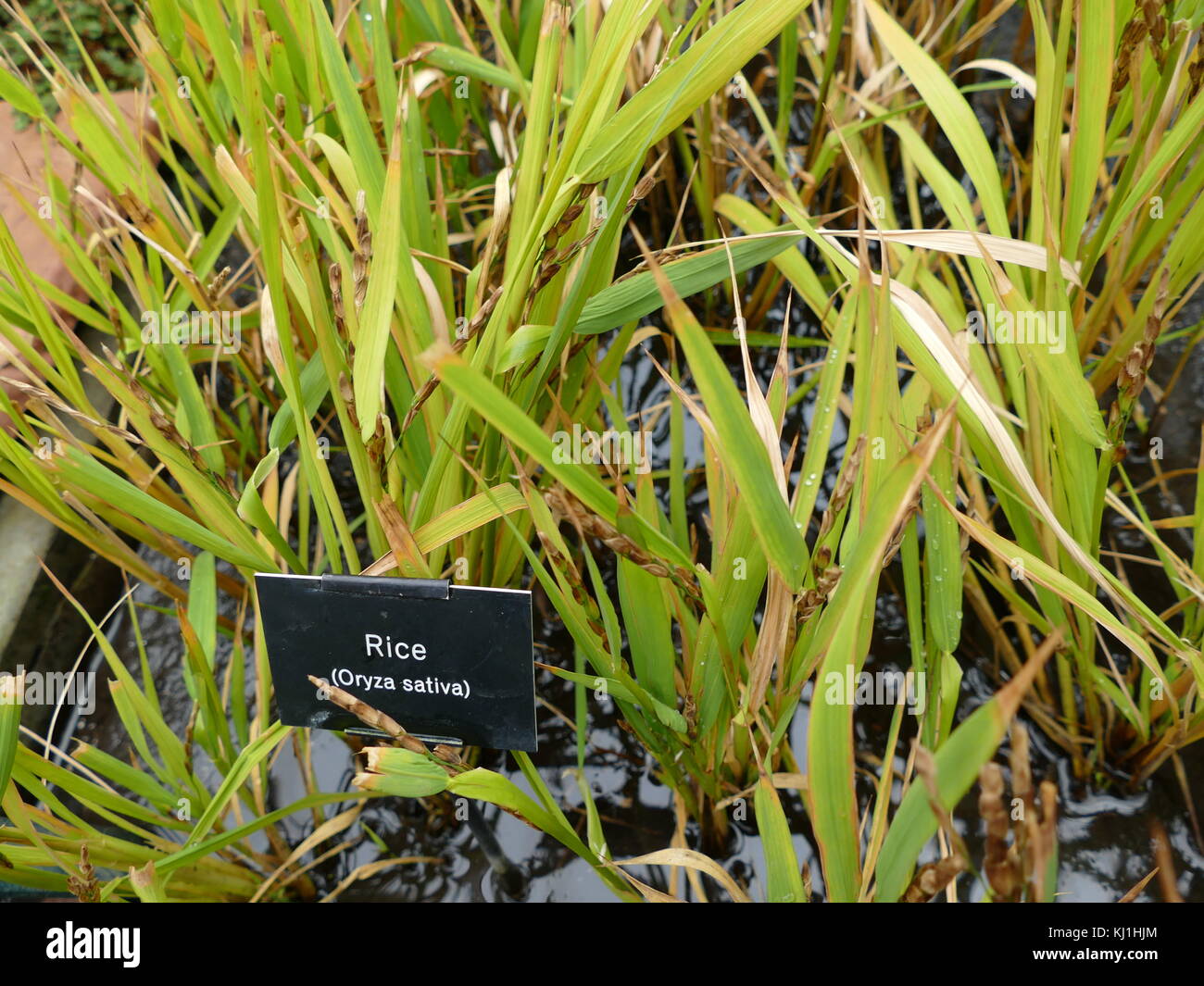 Asian Rice Plant Oryza Sativa High Resolution Stock Photography and ...