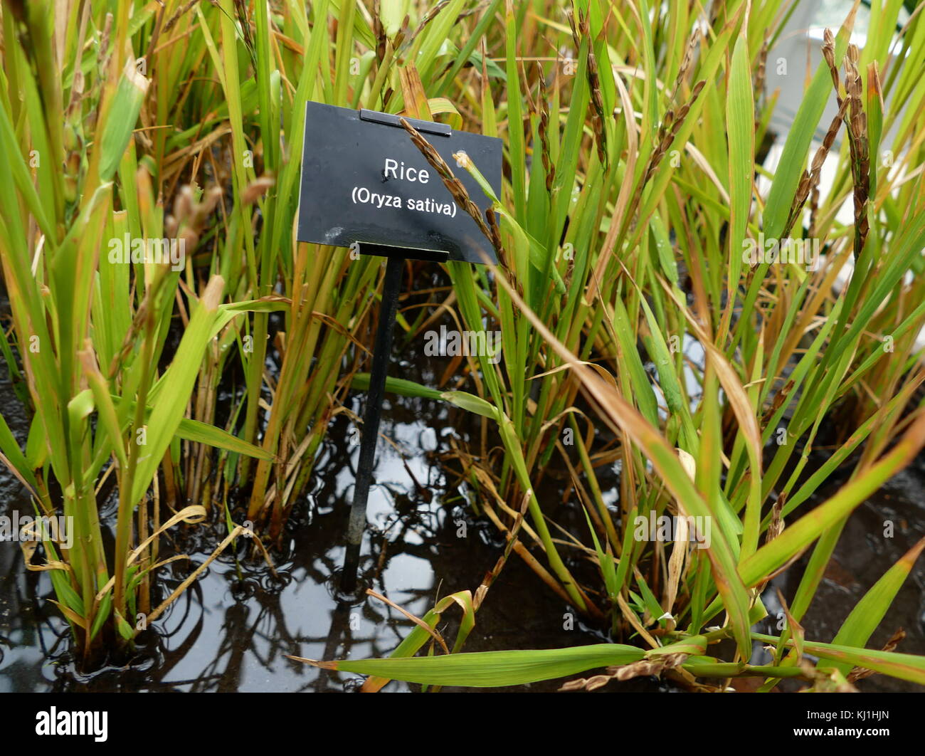 Rice plants of the grass species Oryza sativa (Asian rice). As a cereal ...