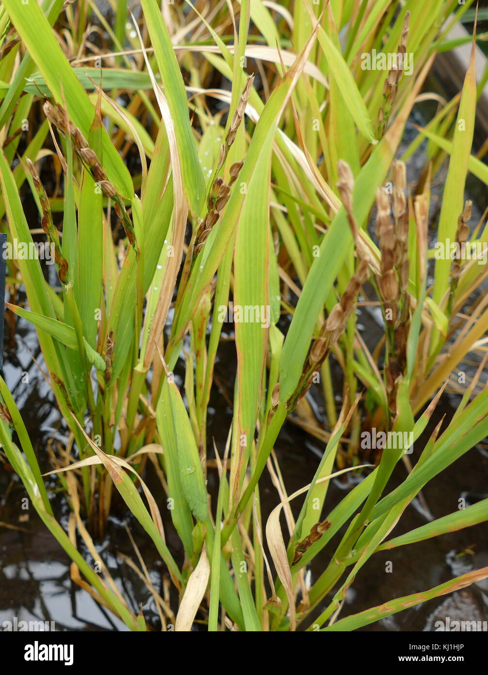 Asian Rice Plant Oryza Sativa High Resolution Stock Photography and ...