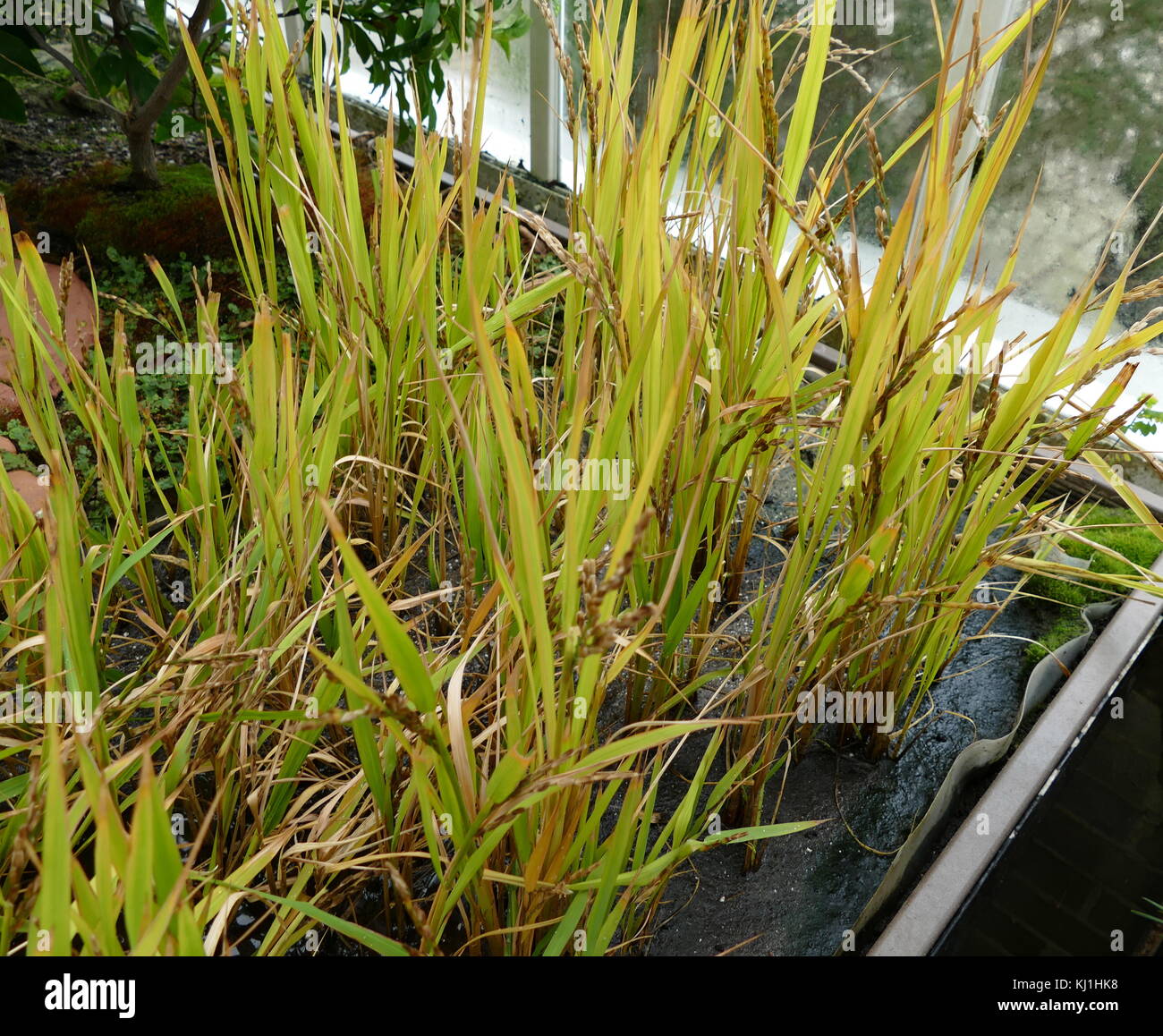 Rice plants of the grass species Oryza sativa (Asian rice). As a cereal ...