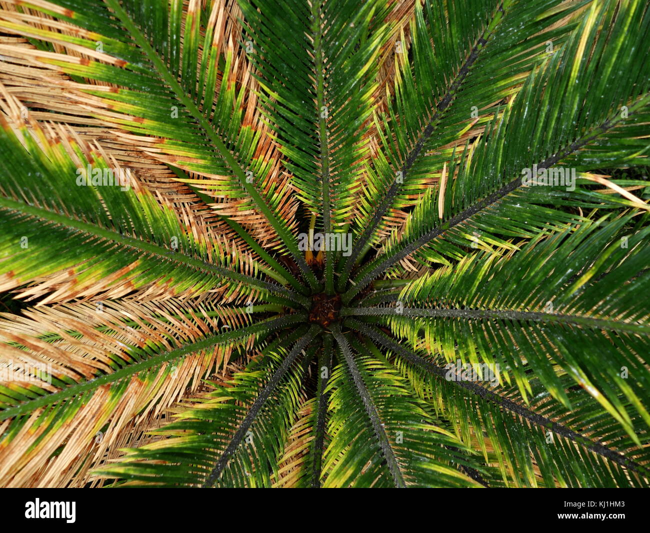 The unique hybrid tree fern Dicksonia x lathamii (named afterWilliam ...