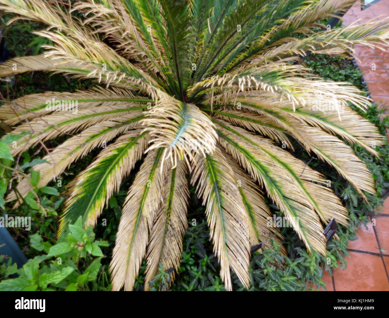 The unique hybrid tree fern Dicksonia x lathamii (named afterWilliam ...