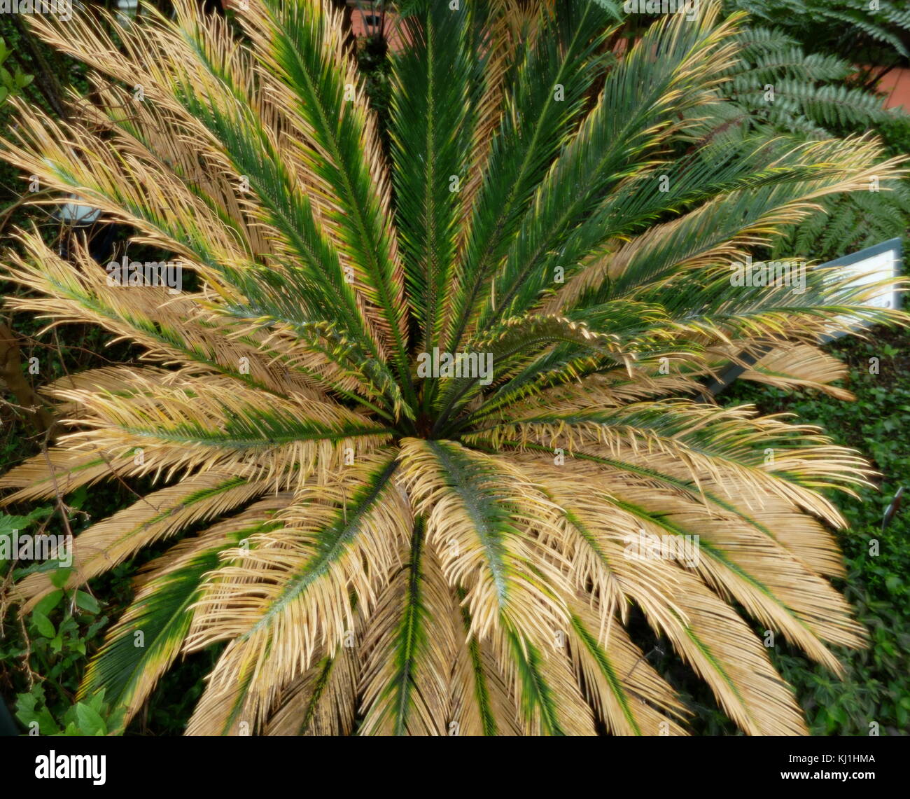 The unique hybrid tree fern Dicksonia x lathamii (named afterWilliam ...
