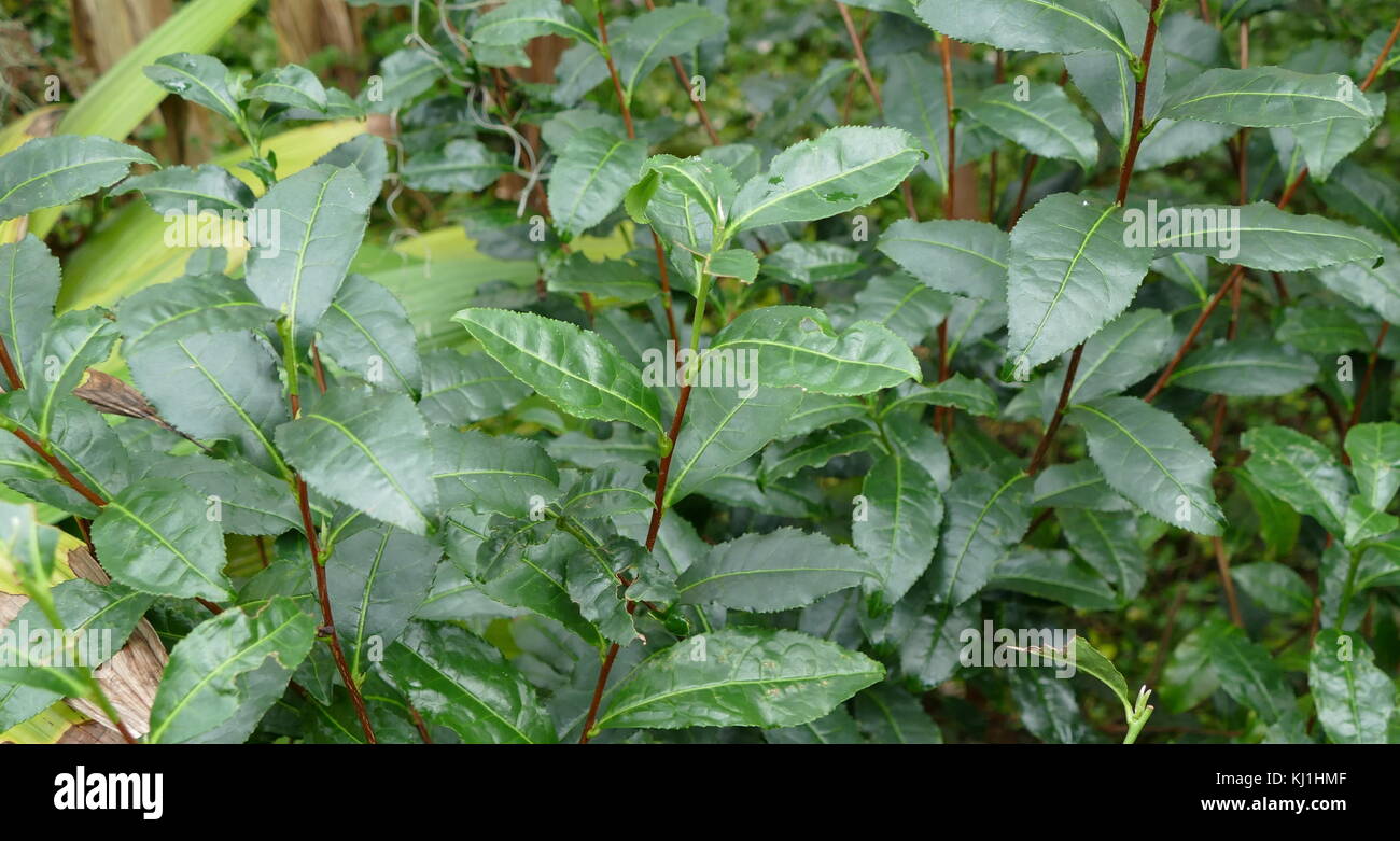 Camellia sinensis (tea) plant hi-res stock photography and images - Alamy