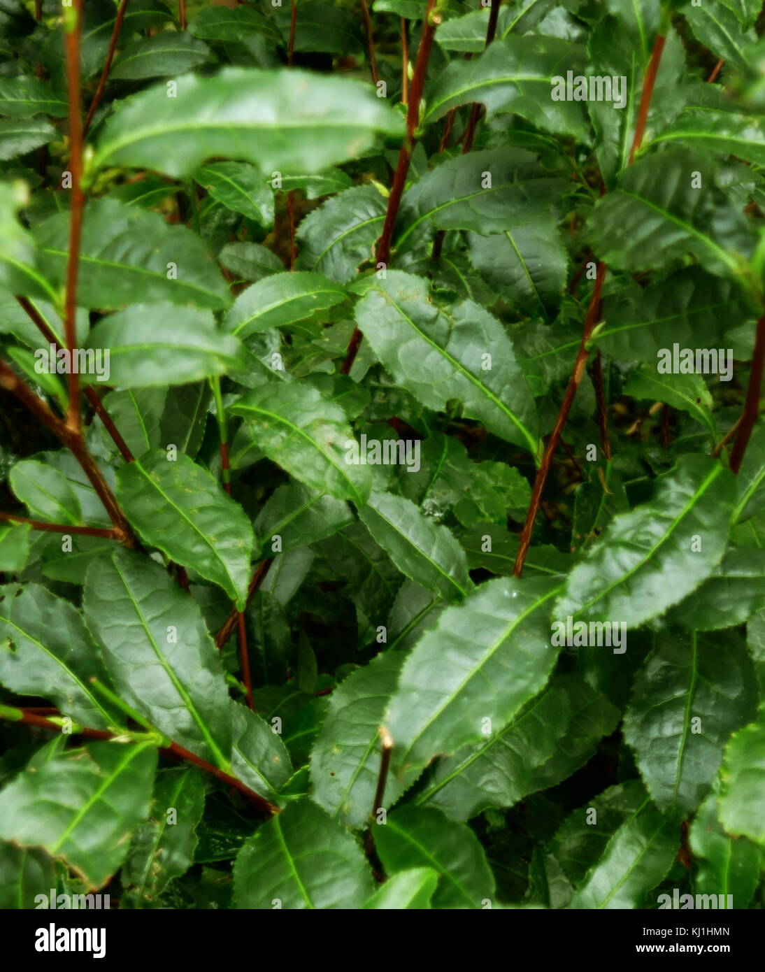 Tea plant camellia sinensis hi-res stock photography and images - Alamy
