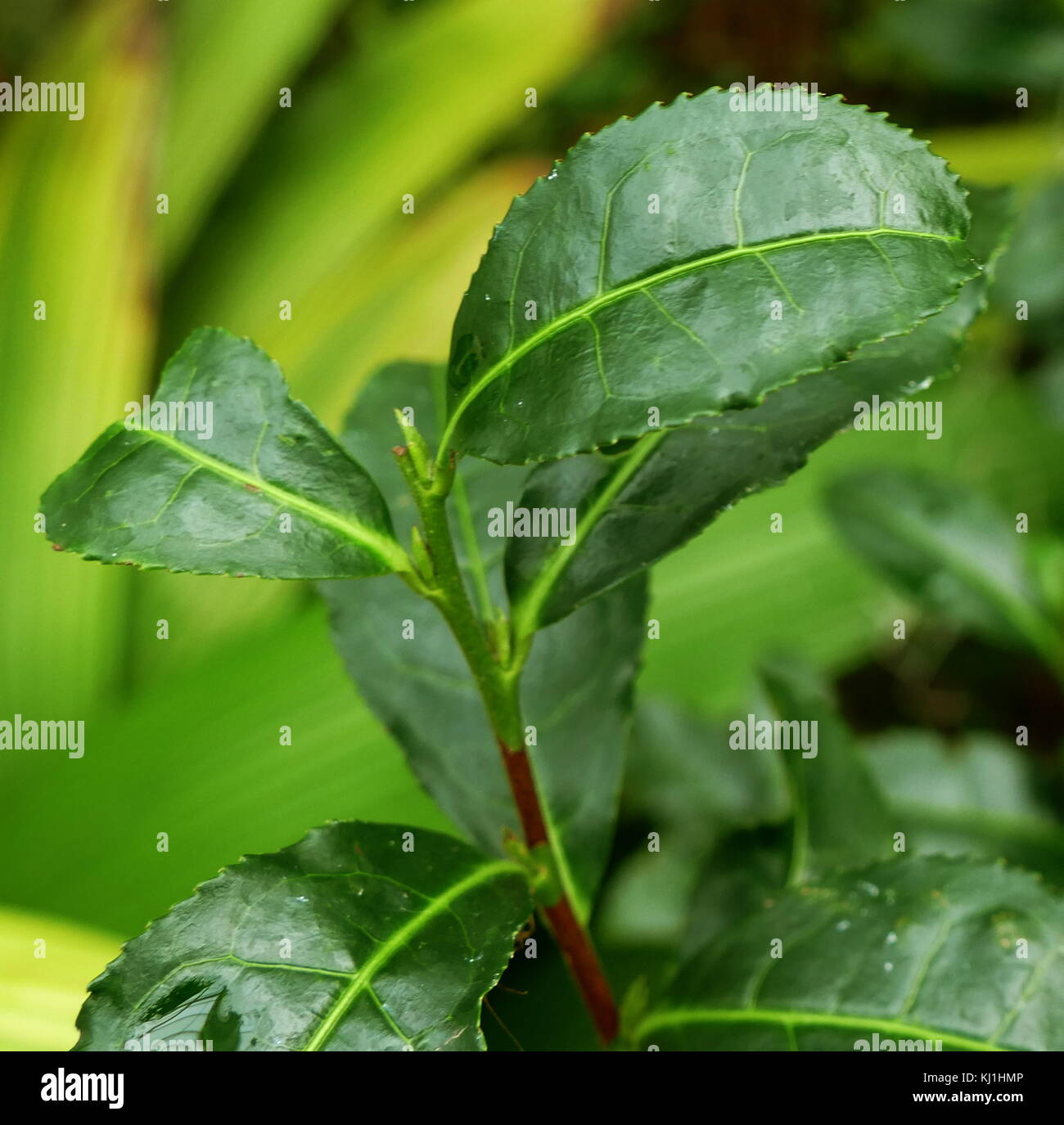 Tea plant camellia sinensis hi-res stock photography and images - Alamy