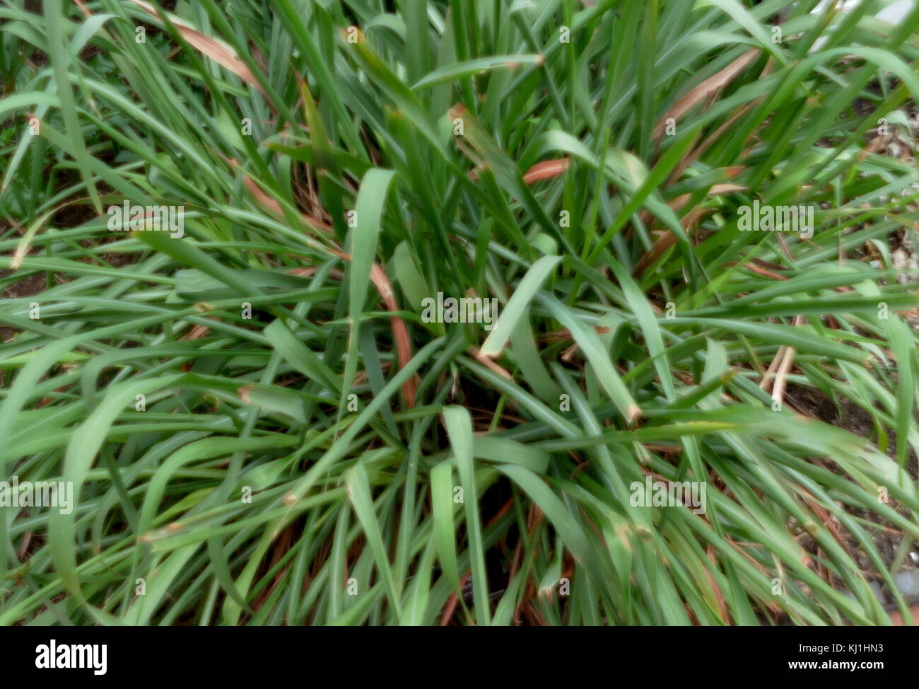Grass genus hi-res stock photography and images - Alamy