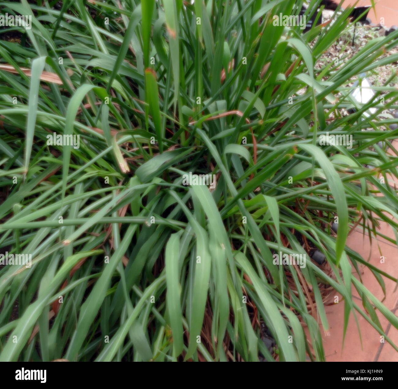 Cymbopogon hi-res stock photography and images - Alamy