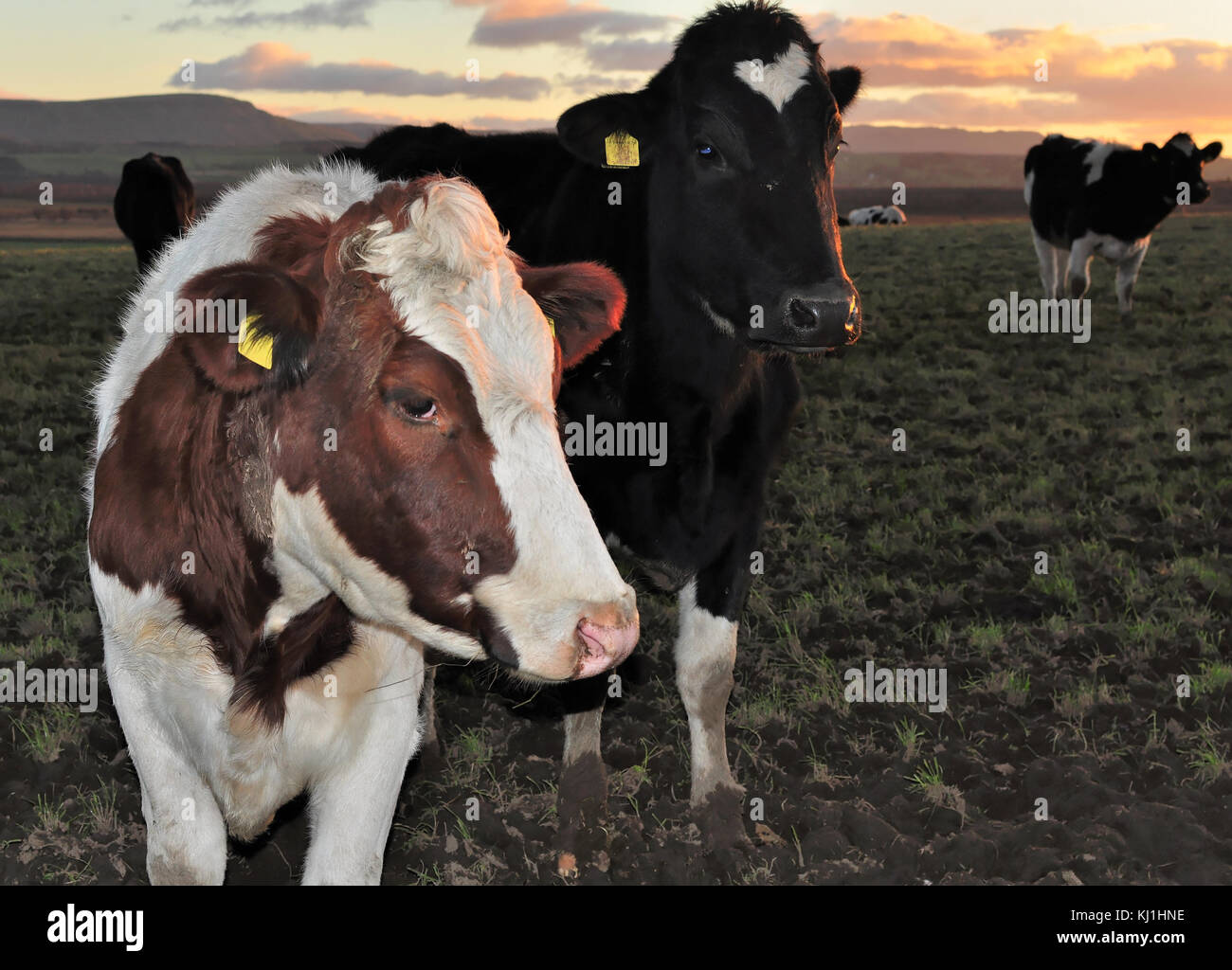 cows in pasture - beef - milk Stock Photo - Alamy