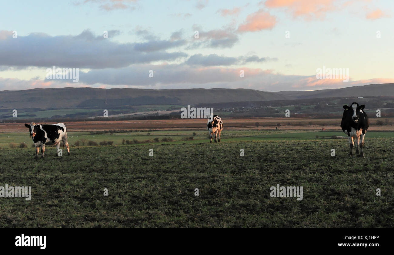 cows in pasture - beef - milk Stock Photo - Alamy