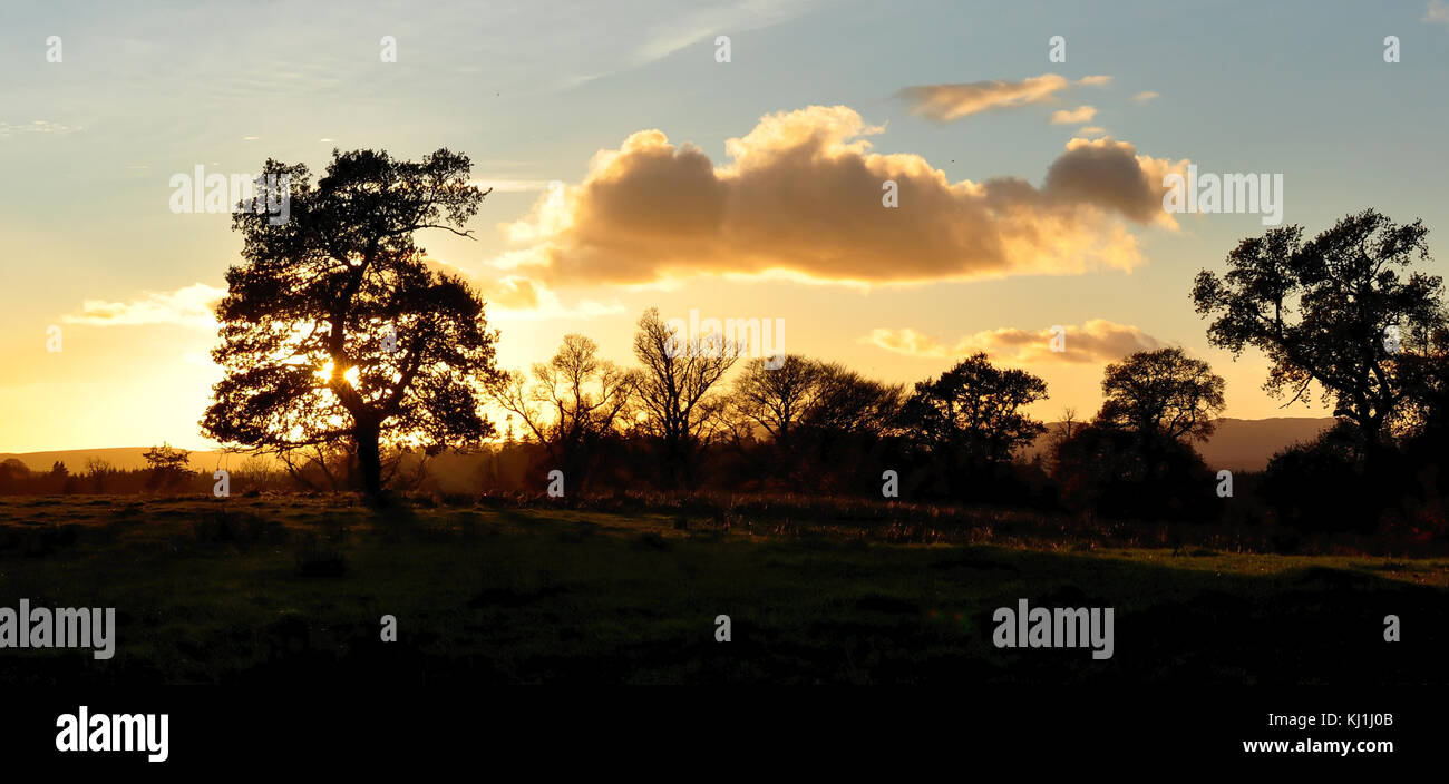 Scotland pasture hi-res stock photography and images - Alamy