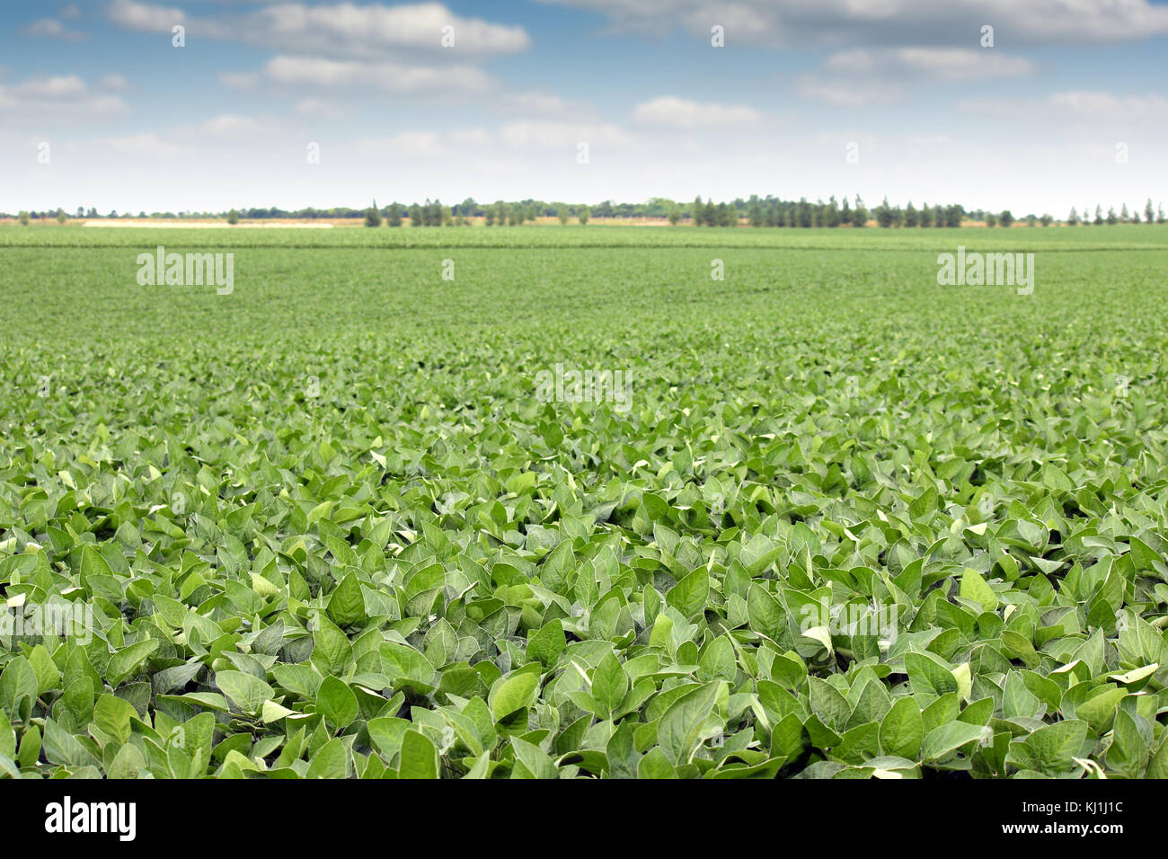 soya bean field landscape agriculture Stock Photo - Alamy