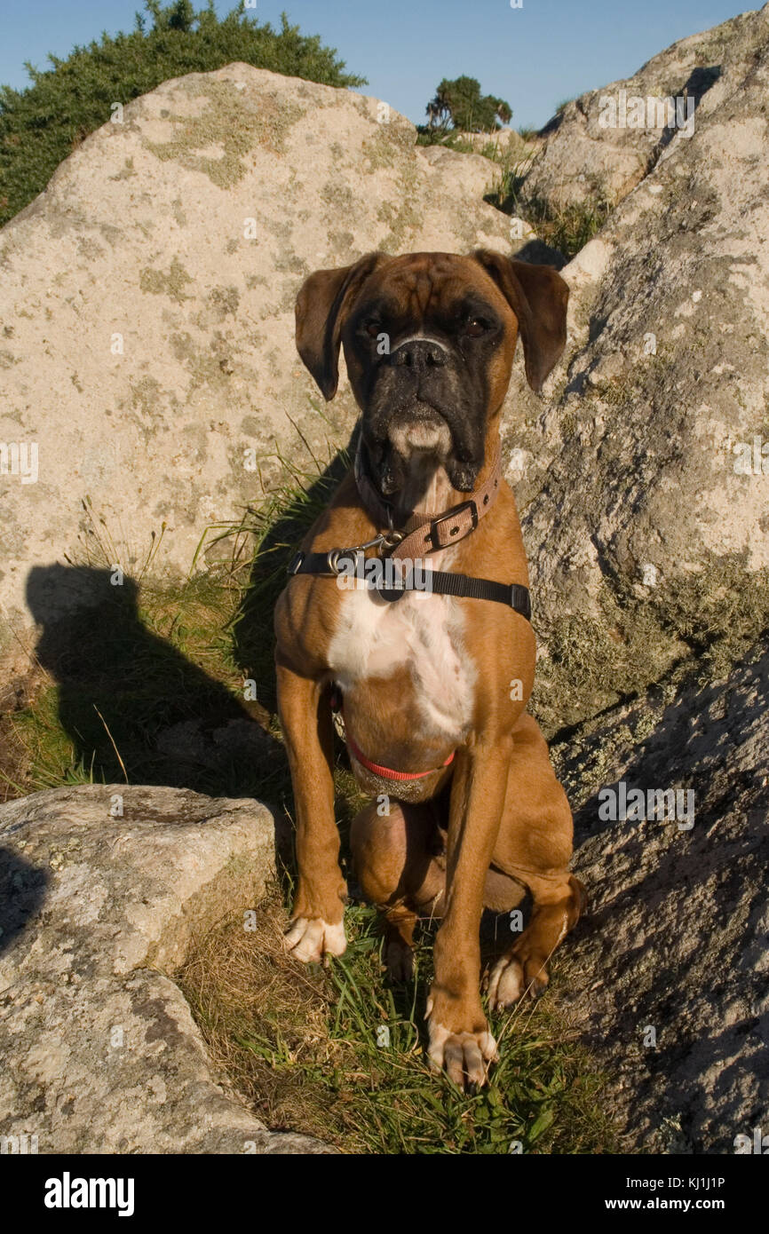 Red dog rocks hi-res stock photography and images - Alamy