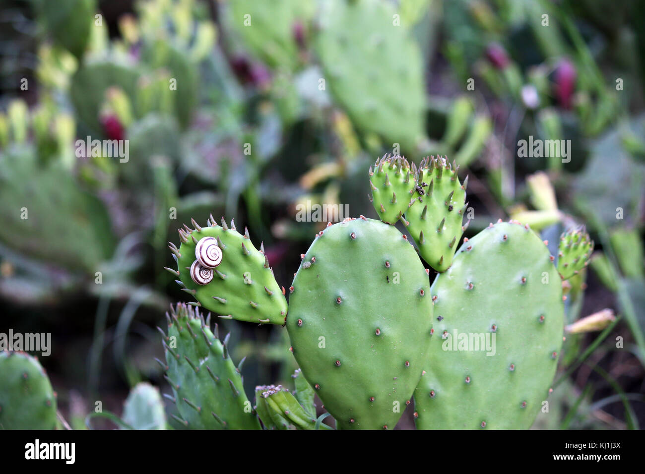 two little snails on cactus Stock Photo - Alamy