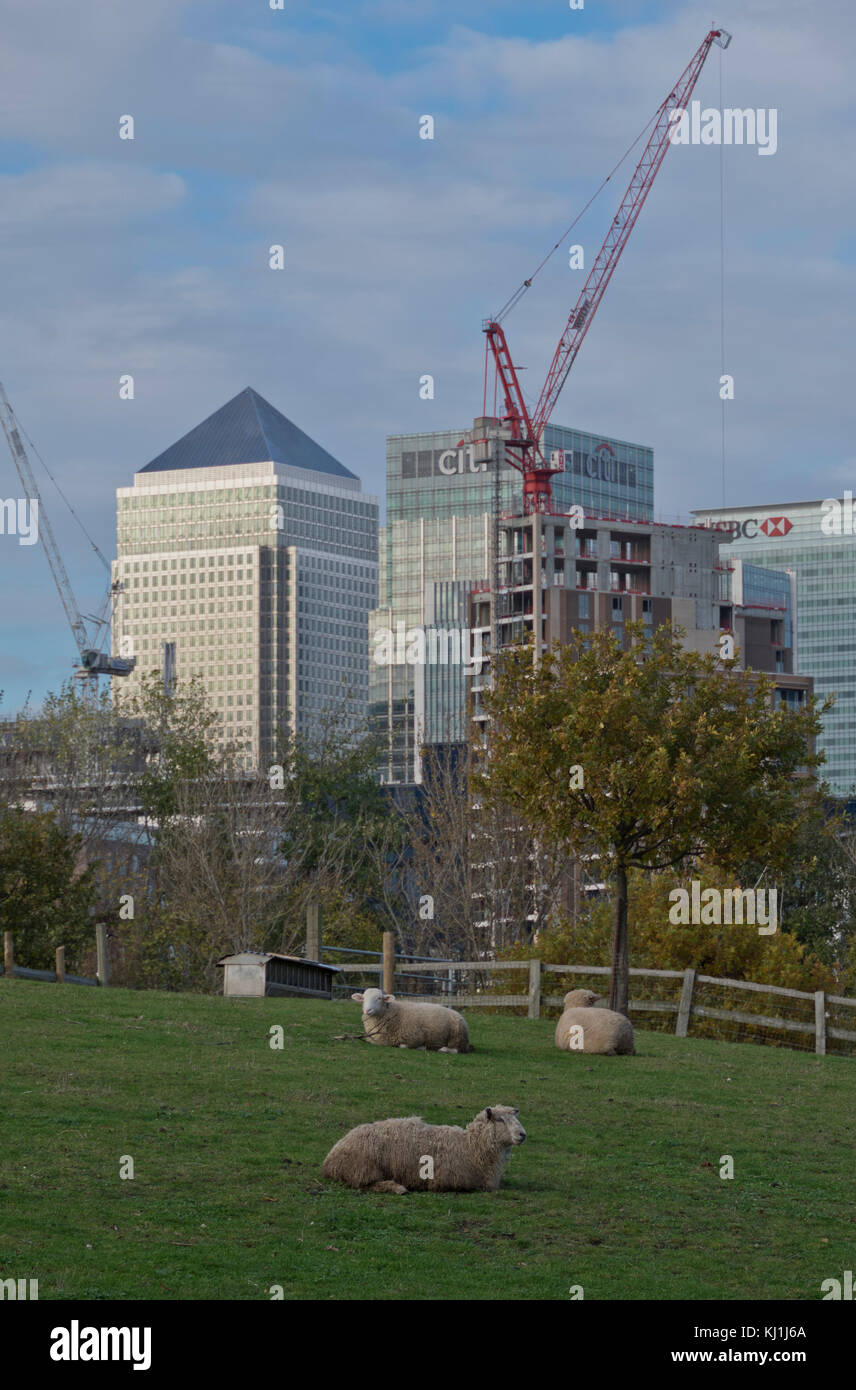 Mudchute City Farm in Docklands, with Canary Wharf banking HQ ...