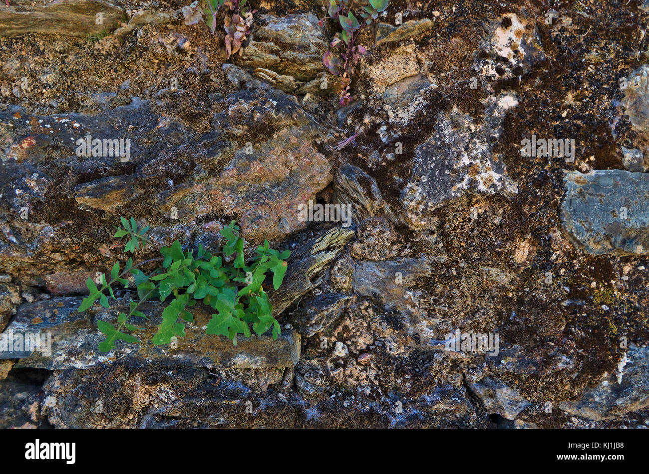 Vegetation growing on an old stone wall surface Stock Photo - Alamy