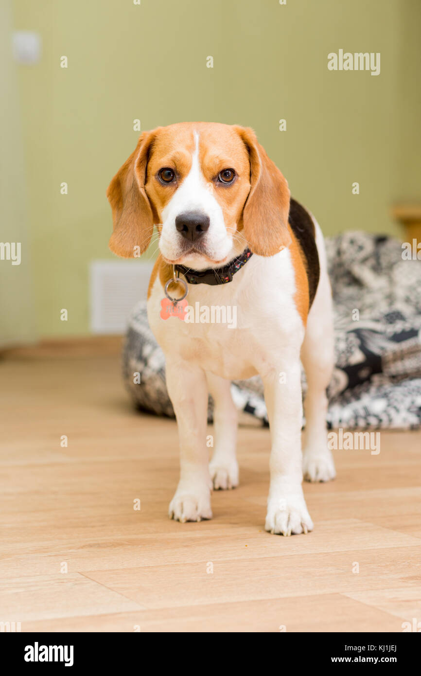 Beagle dog aged 2 years old standing on the floor Stock Photo - Alamy
