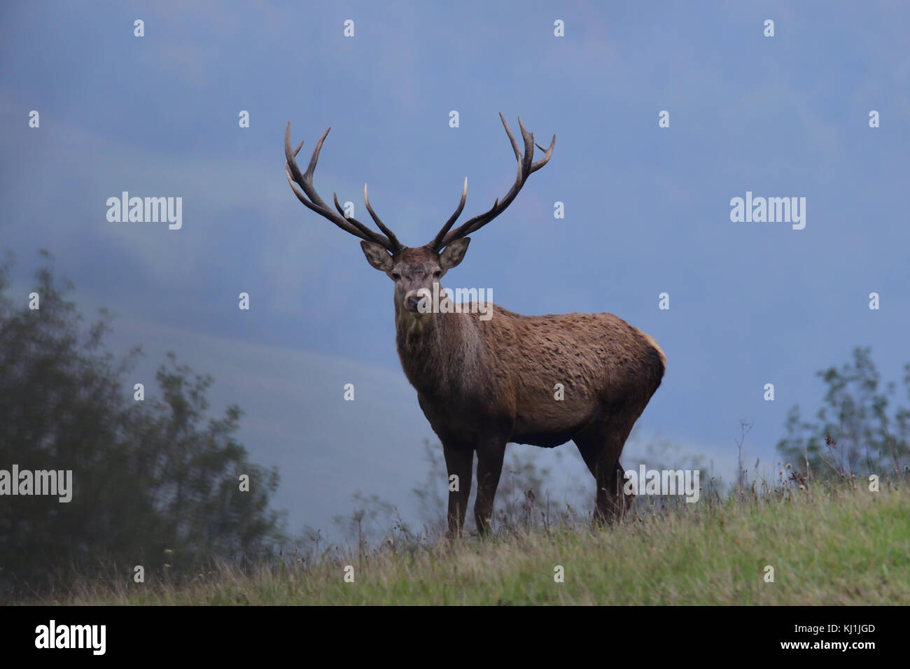 portrait of forest stag during the pairing season Stock Photo - Alamy