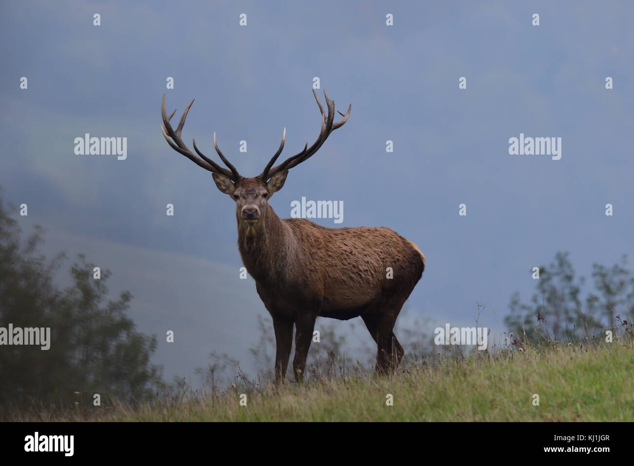 portrait of forest stag during the pairing season Stock Photo - Alamy
