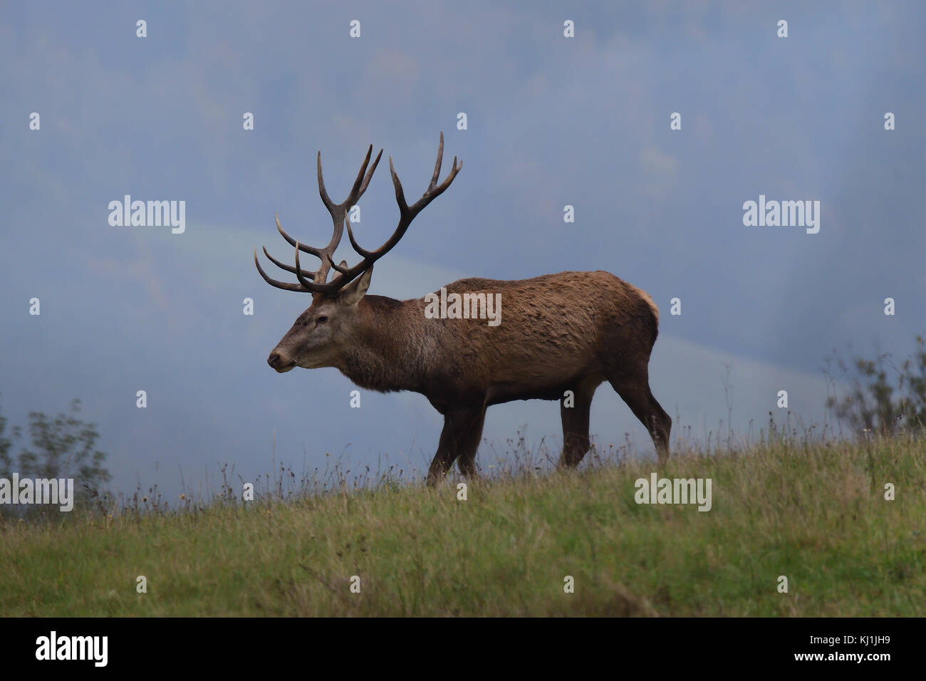 portrait of forest stag during the pairing season Stock Photo - Alamy