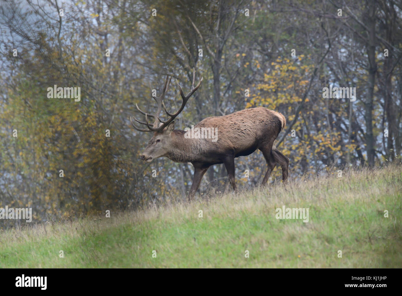portrait of forest stag during the pairing season Stock Photo - Alamy