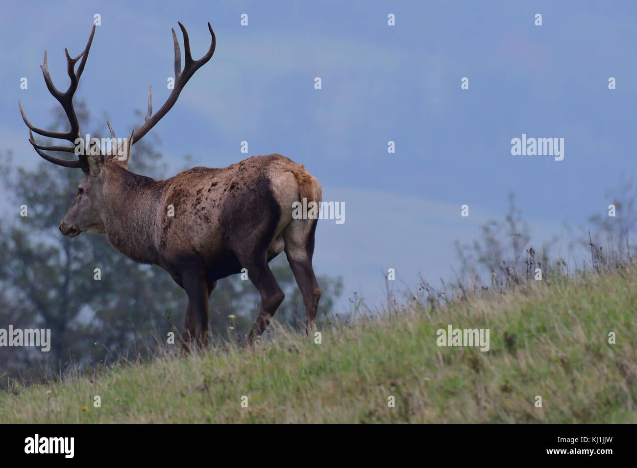 portrait of forest stag during the pairing season Stock Photo - Alamy