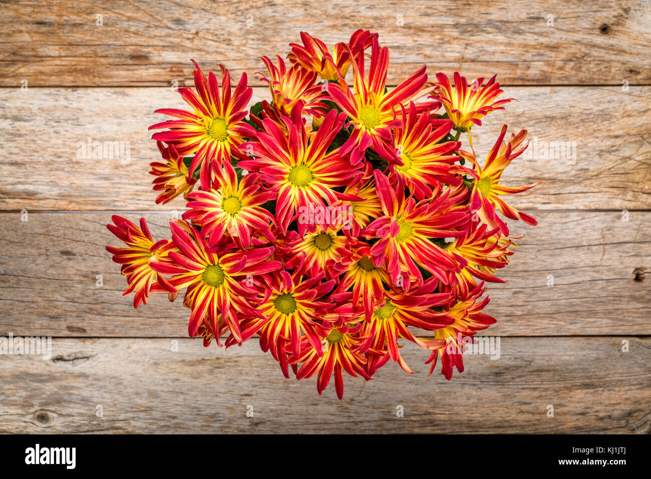 rustic barn wood background with a pot of fall mums Stock Photo - Alamy