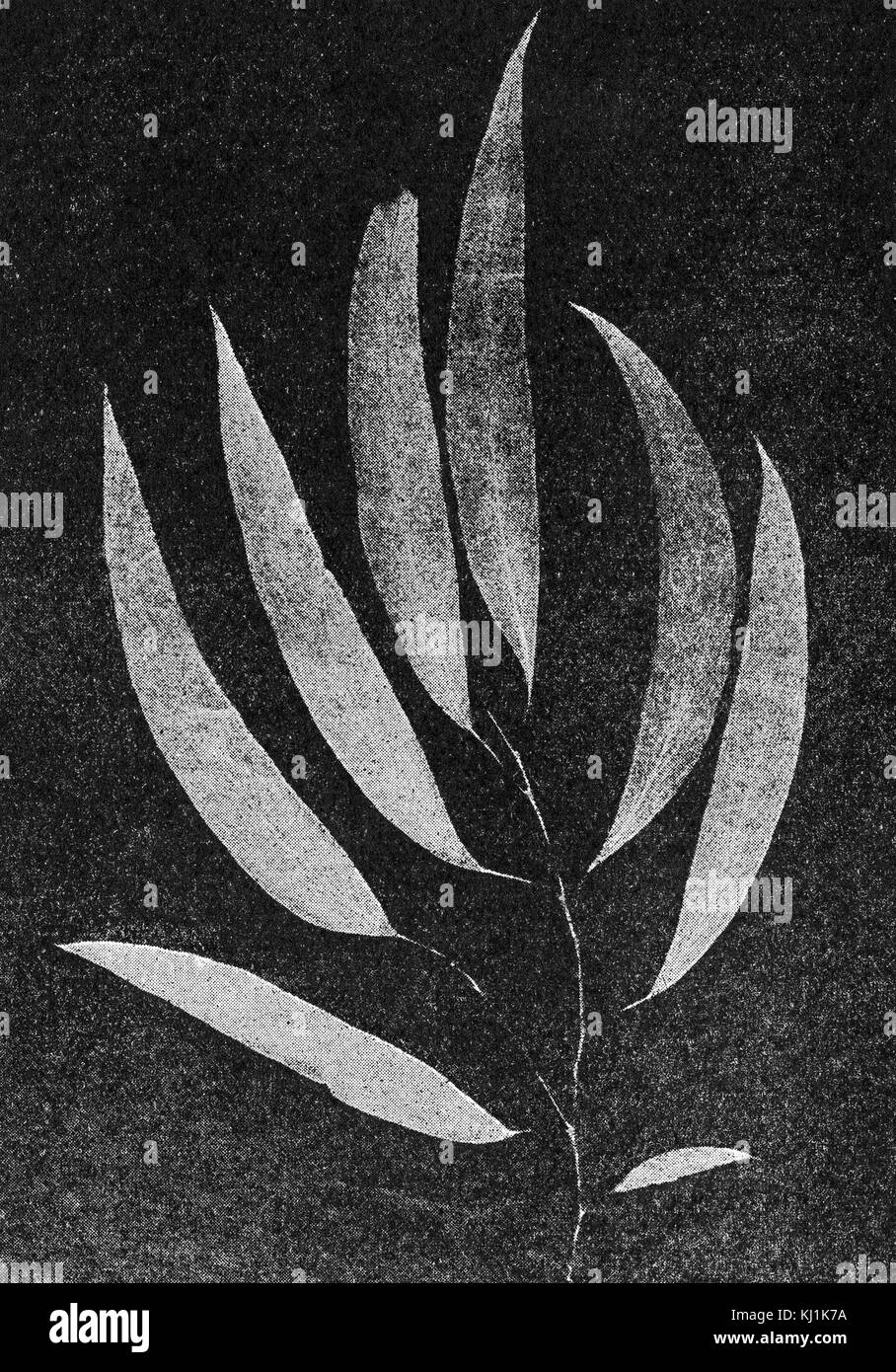 Print made by a leaf making contact with sensitised photographic paper ...
