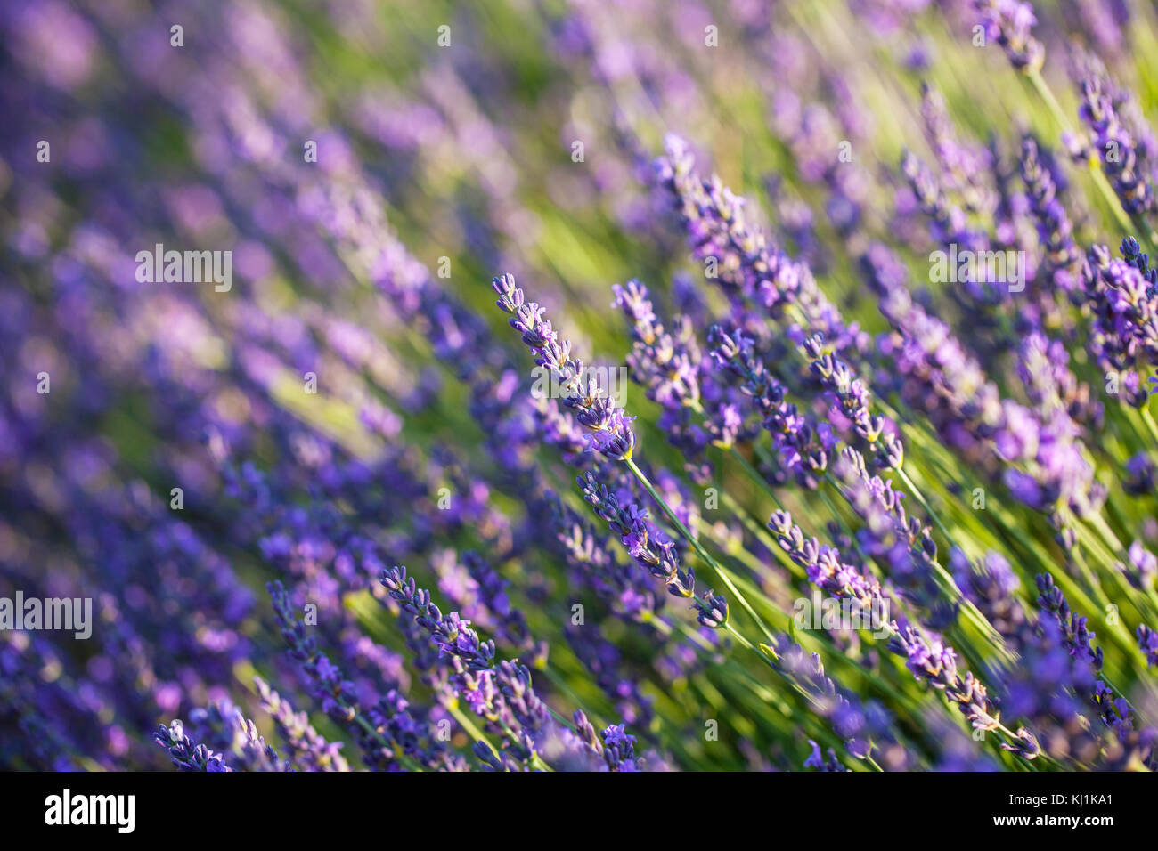 Lavender fields sunset provence hi-res stock photography and images - Alamy