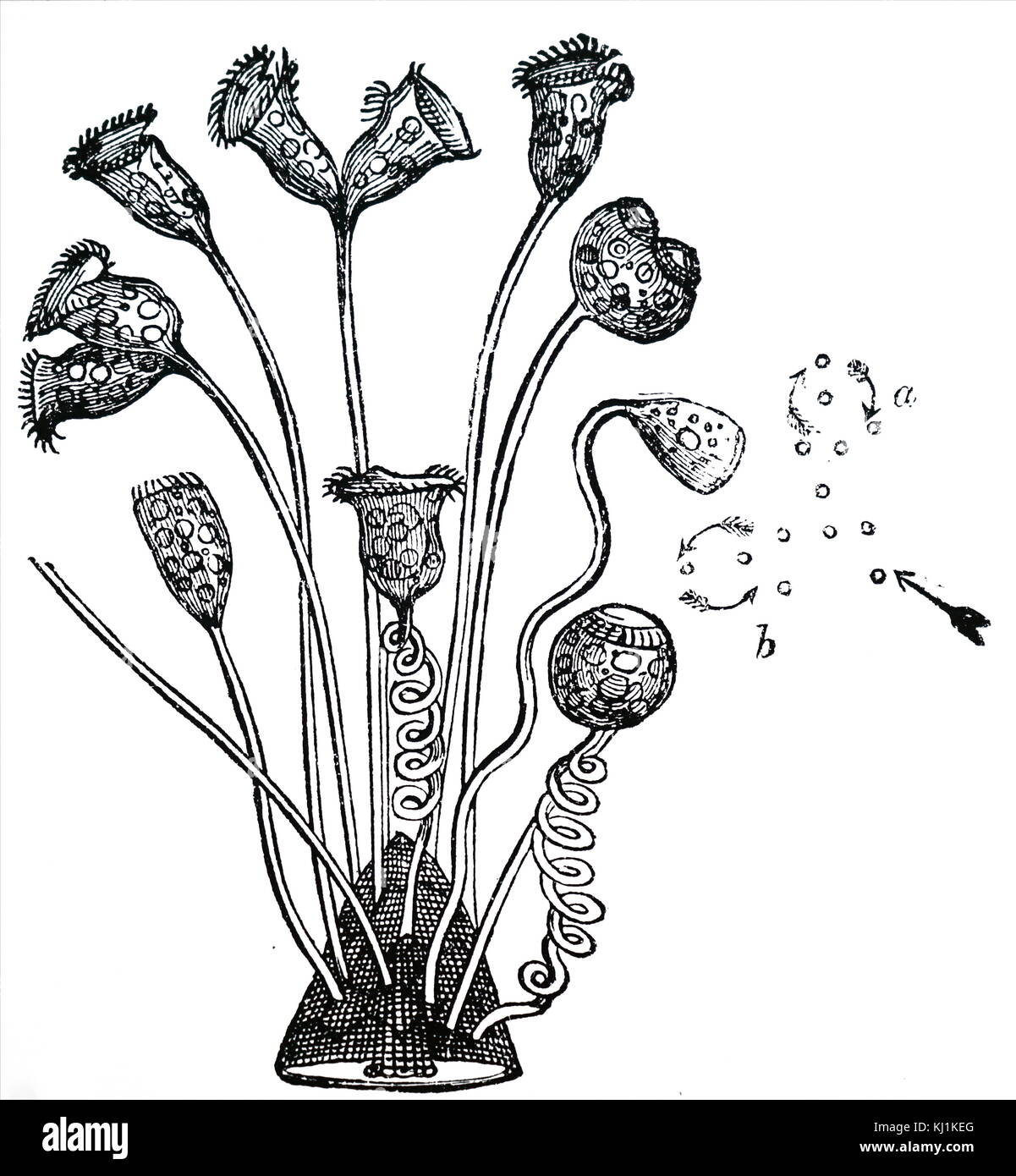 Engraving depicting Vorticella's. Vorticella is a genus of ciliates ...