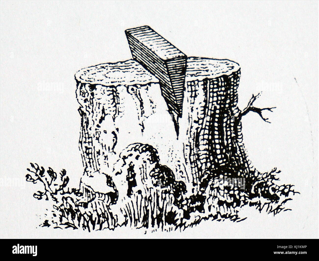 Engraving depicting a wedge which, when hammered into a tree stump ...